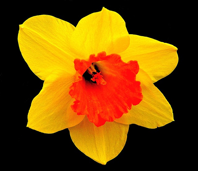 Easter Bell Blossom Bloom - Free photo on Pixabay - Pixabay