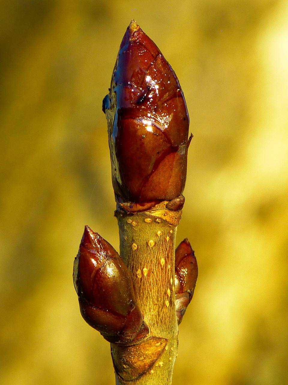 Knospe Kastanie Kastanienknospe - Kostenloses Foto auf Pixabay