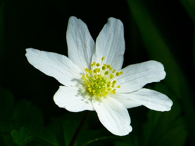 Anémones Des Bois Le Printemps - Photo gratuite sur Pixabay - Pixabay
