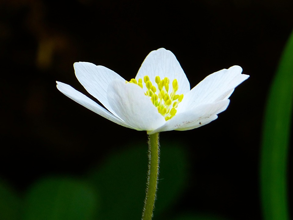 Wood Anemones Spring Flower - Free photo on Pixabay - Pixabay