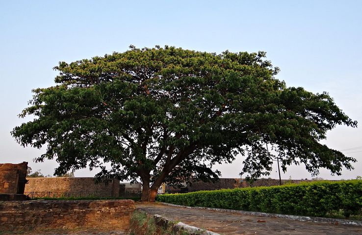 30+ Free Saman & Sri Lanka Images - Pixabay