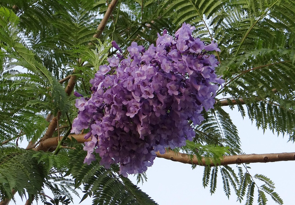 Jacaranda Mimosifolia Flowers - Free photo on Pixabay - Pixabay