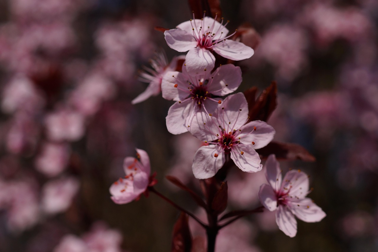 Blodplommon Prunus Cerasifera - Gratis foto på Pixabay - Pixabay