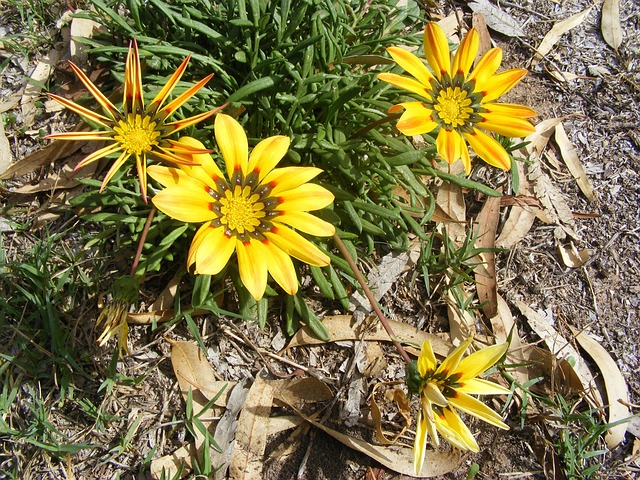 Blüten Gelbe Wildblumen - Kostenloses Foto auf Pixabay - Pixabay