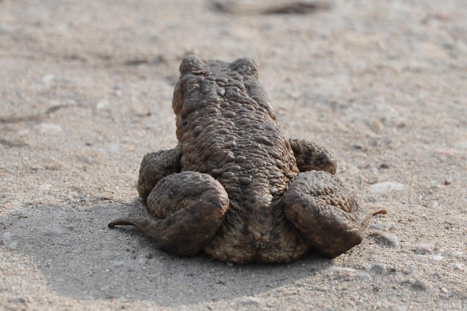 Toad Gray Frog - Free photo on Pixabay - Pixabay