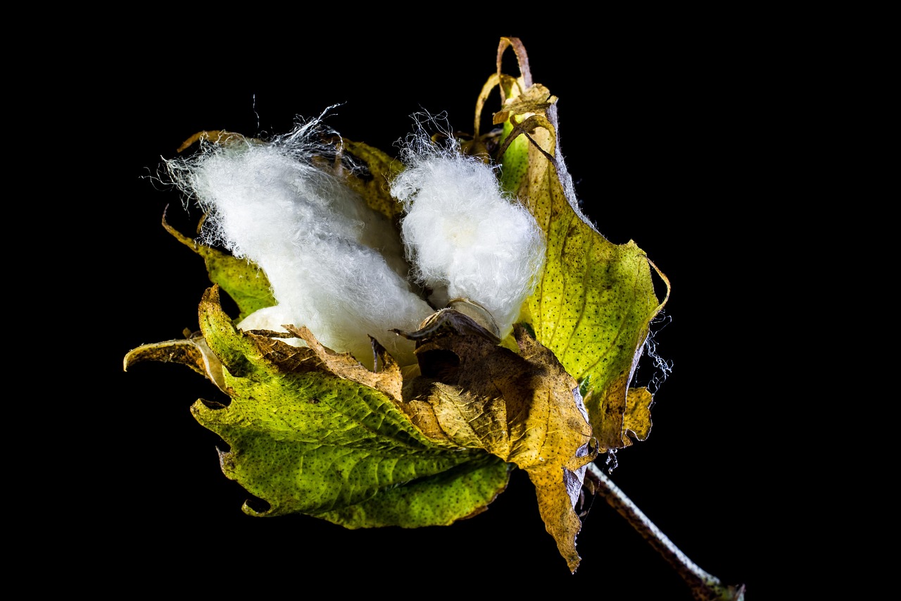 40,000+ Free Cotton Plant & Cotton Images - Pixabay