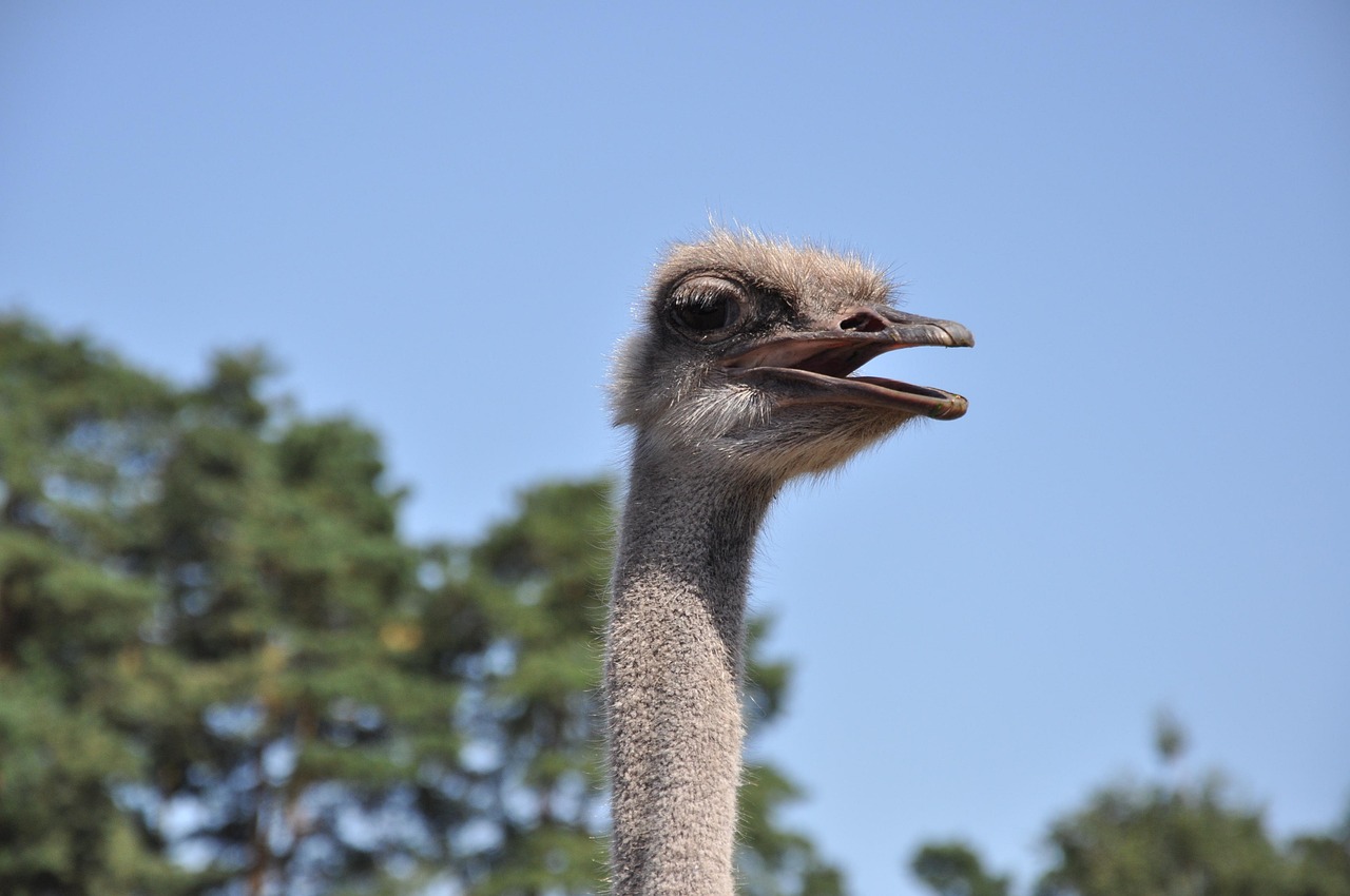 Burung Unta Afrika Emu Kebun - Foto gratis di Pixabay - Pixabay