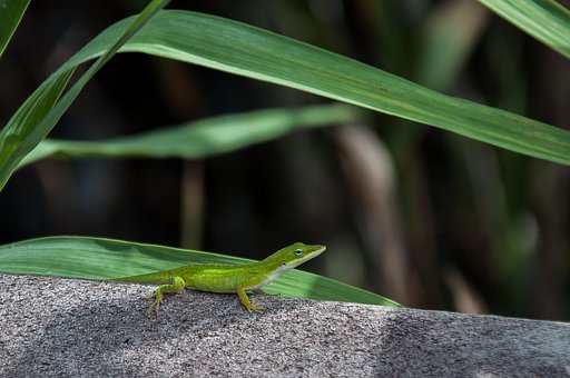 Plus de 40 images de Anoli et de Lézard