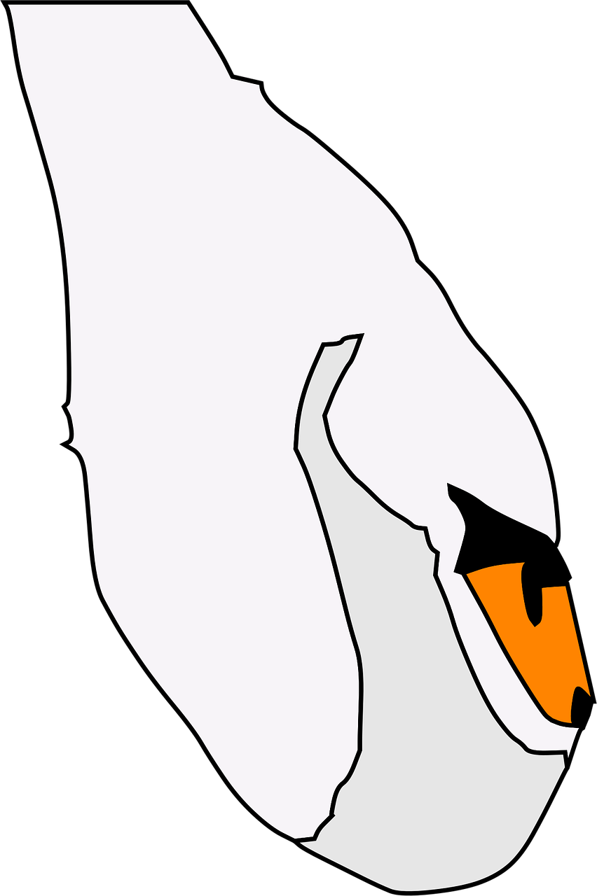 Download Swan, Fowl, Water. Royalty-Free Vector Graphic - Pixabay