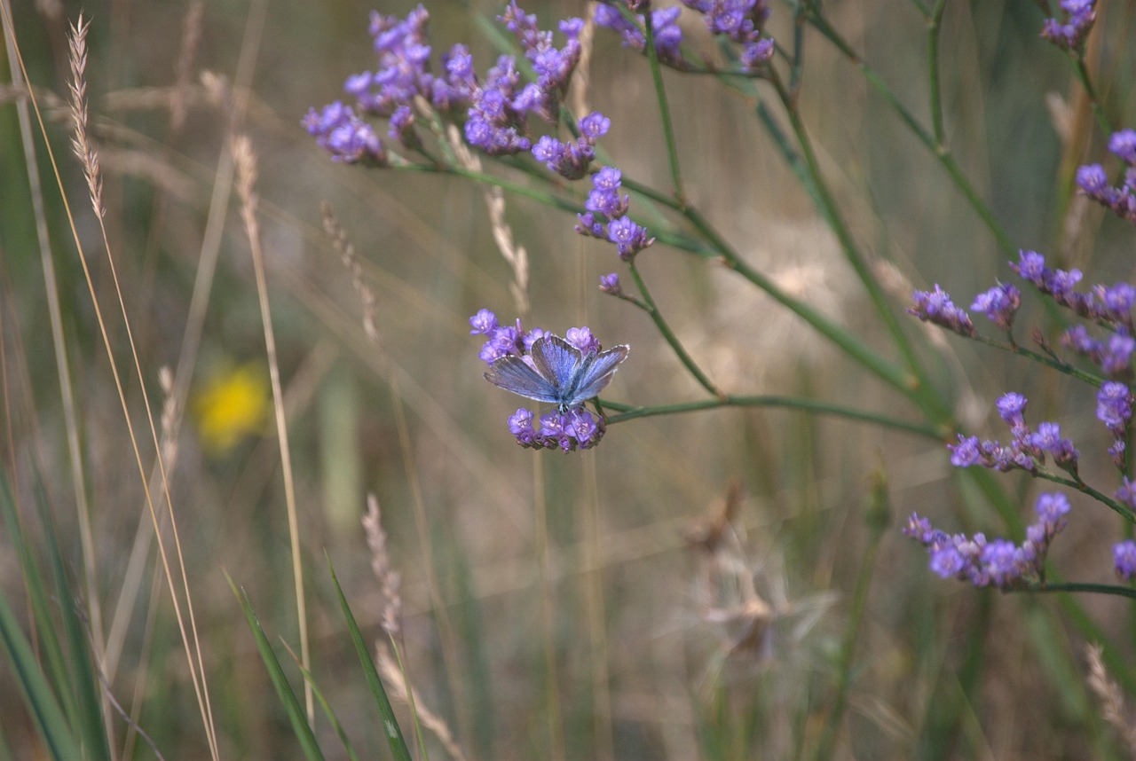 60+ Free Steppe Flowers & Nature Images - Pixabay