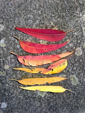 30+ Free Gum Leaves & Eucalyptus Images - Pixabay