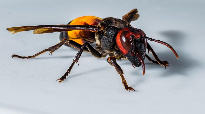 600+ Free Hornet & Insect Images