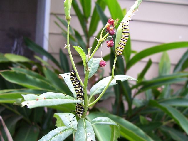 Caterpillar Monarch Butterfly - Free photo on Pixabay