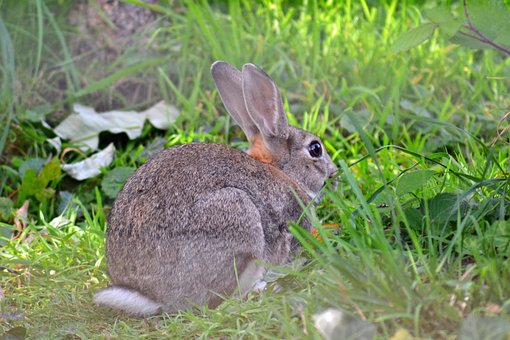 10+ Free Leporidae & Rabbit Photos - Pixabay