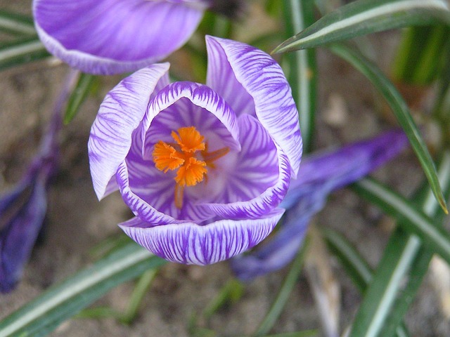 Blommor Blomma Små - Gratis foto på Pixabay - Pixabay