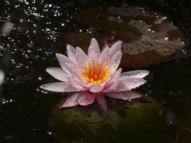 Nenúfar Flor - Foto gratuita no Pixabay - Pixabay
