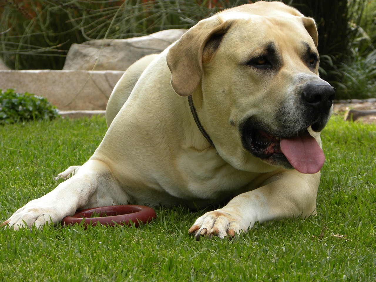 Cachorro Bicho De Estimação Canino - Foto gratuita no Pixabay - Pixabay
