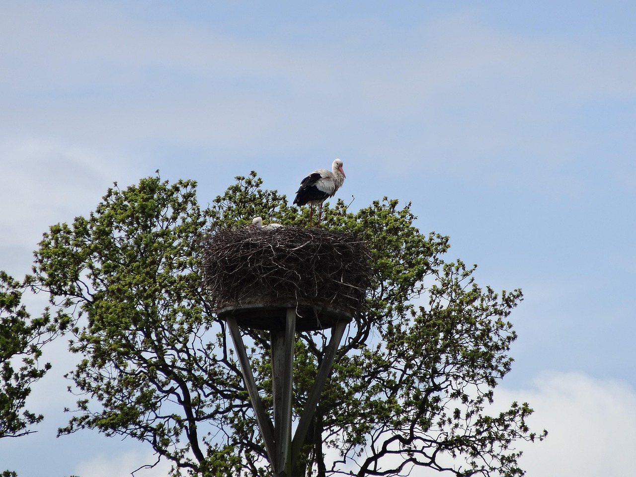 Storch Natur Landschaft Heißer - Kostenloses Foto auf Pixabay - Pixabay