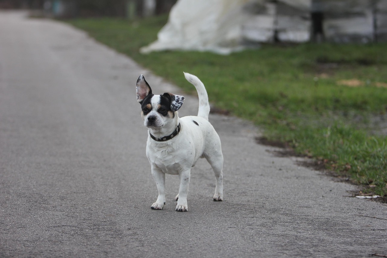 Dog Animal Puppy - Free photo on Pixabay - Pixabay