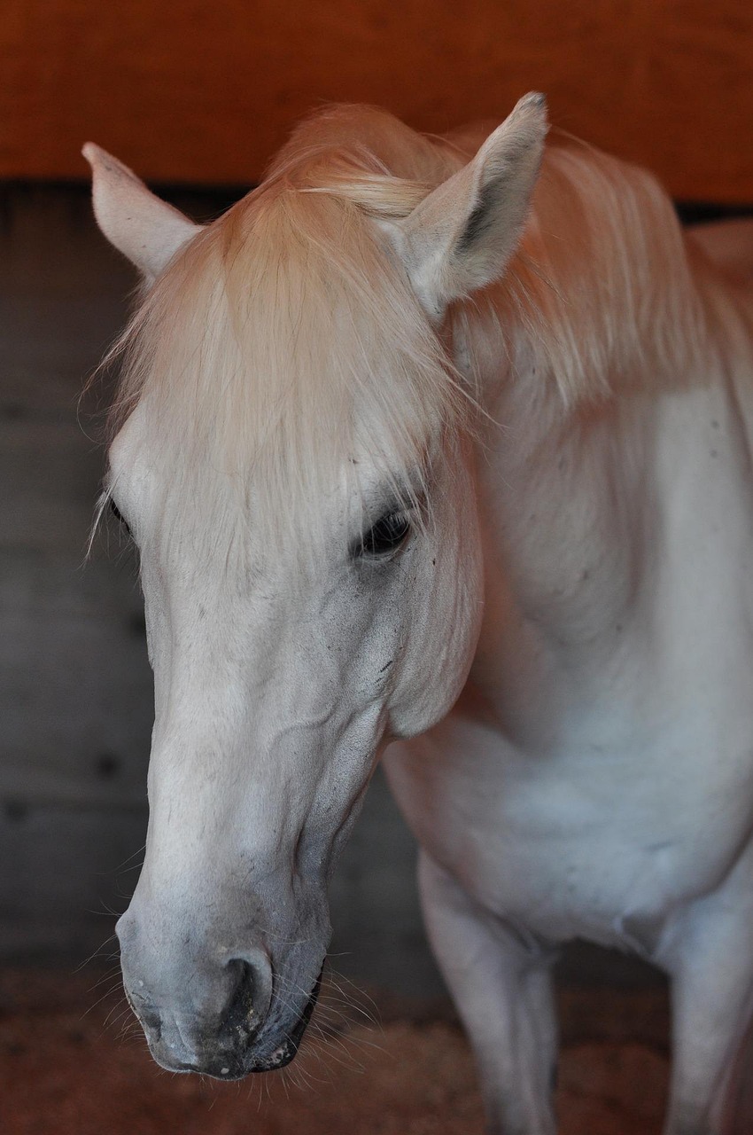 Paard Testing Hoofd Wild - Gratis foto op Pixabay - Pixabay