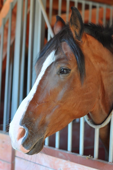 Horse Stable Head Wild - Free photo on Pixabay