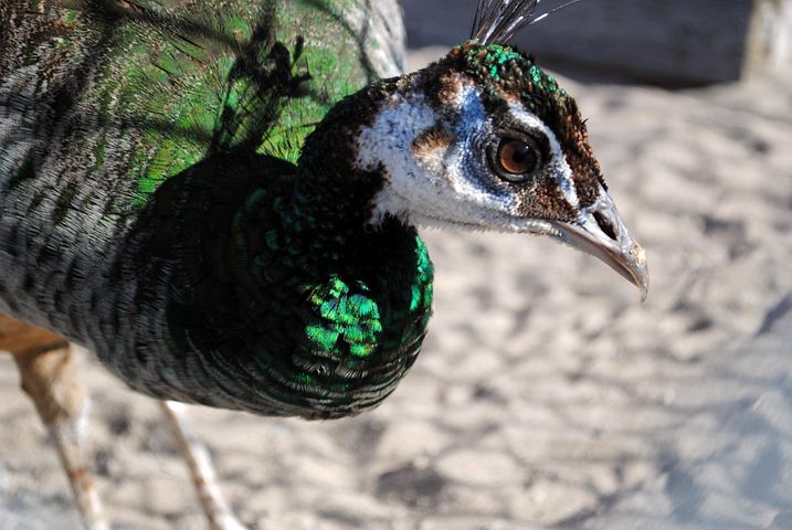 50+ Free Peahen & Bird Images