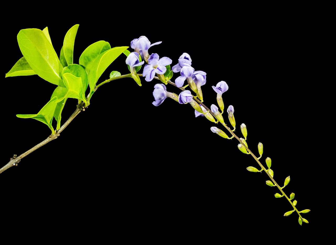 Wild Flower Wildflower Blossom - Free photo on Pixabay - Pixabay