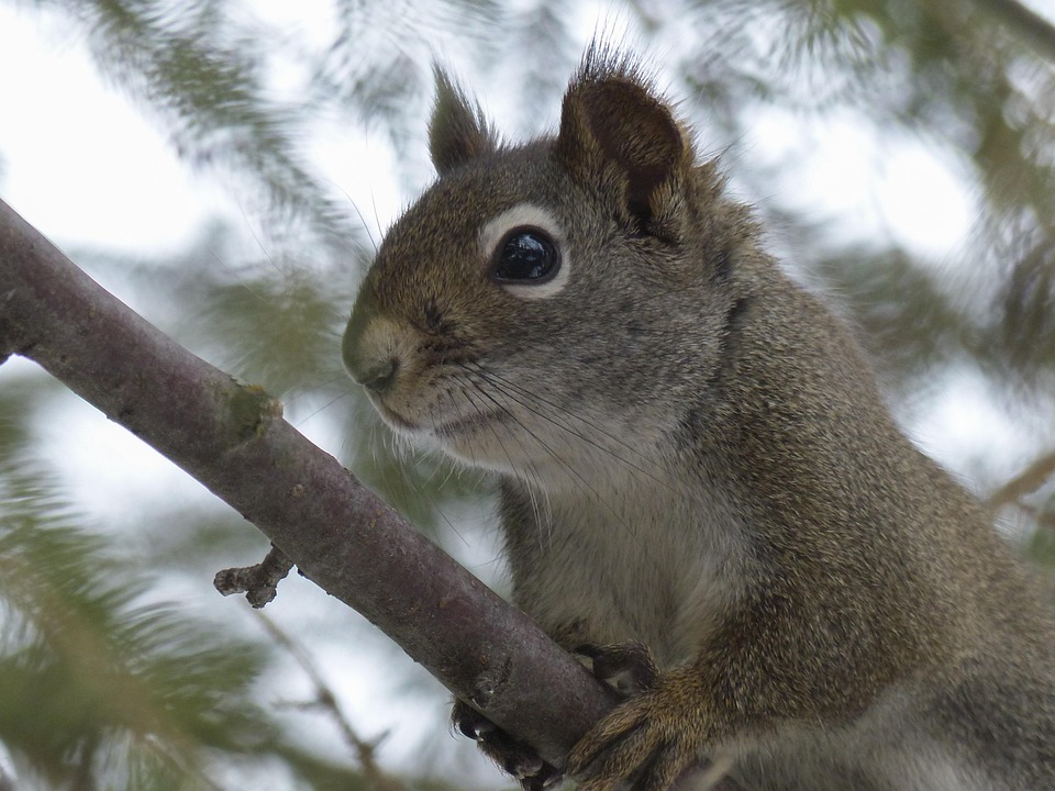 Ardilla Animal Bosque - Foto gratis en Pixabay