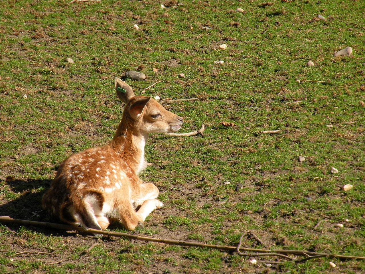 Hjort Fawn Bambi - Gratis foto på Pixabay - Pixabay