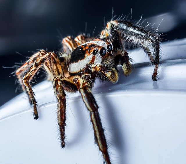 Jumping Spider Small - Free photo on Pixabay - Pixabay