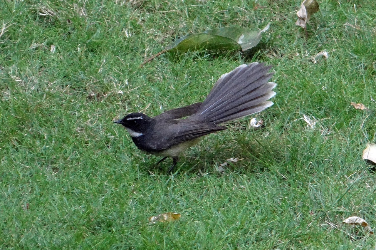White-Throated Fantail Flycatcher - Free photo on Pixabay