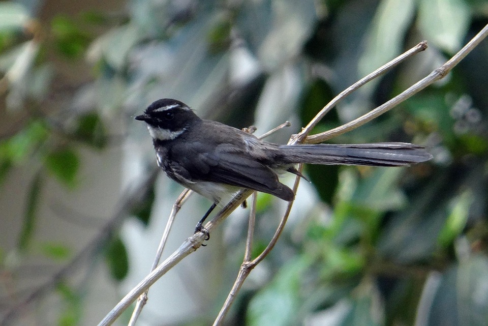 White-Throated Fantail Flycatcher - Free photo on Pixabay - Pixabay