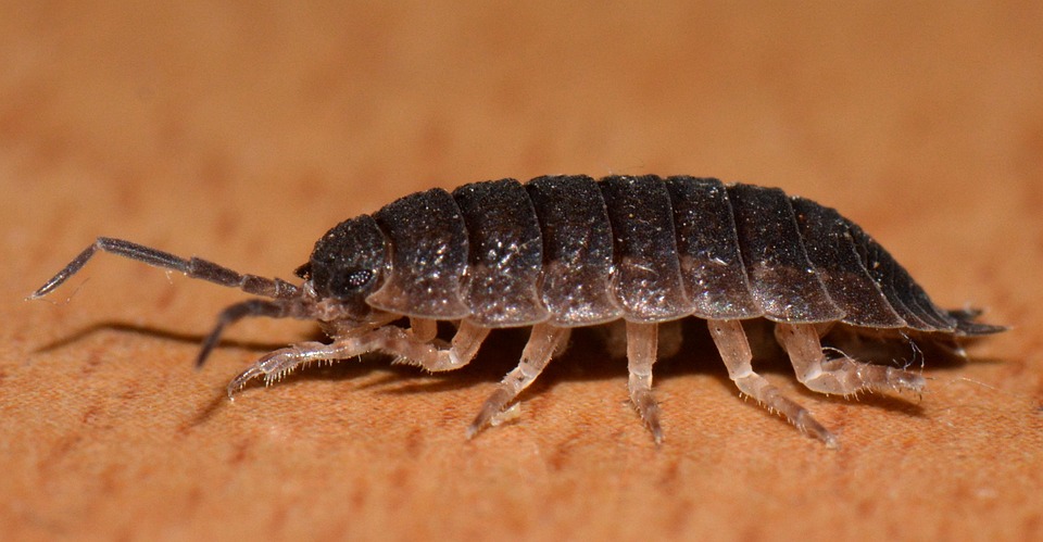 Bug Animal Cochinillo - Foto gratis en Pixabay - Pixabay
