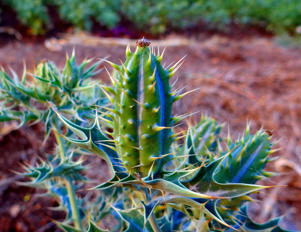Argemone Mexicana Vagem Da Semente - Foto gratuita no Pixabay - Pixabay