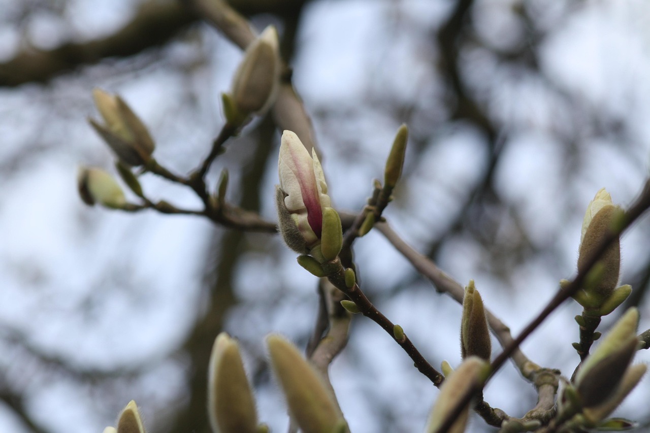 Magnolia Blossom Bloom - Free photo on Pixabay - Pixabay