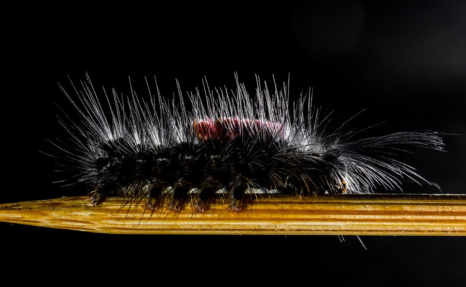 Caterpillar Hårig Taggig - Gratis foto på Pixabay - Pixabay