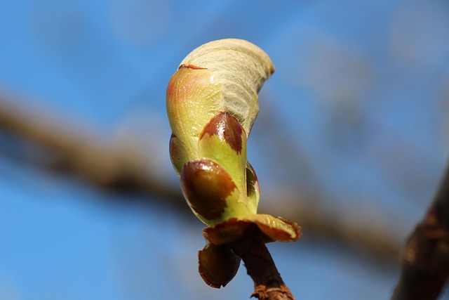 Le Printemps Feuilles Bourgeon - Photo gratuite sur Pixabay - Pixabay