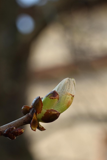 Bourgeon Le Printemps Branche - Photo gratuite sur Pixabay - Pixabay