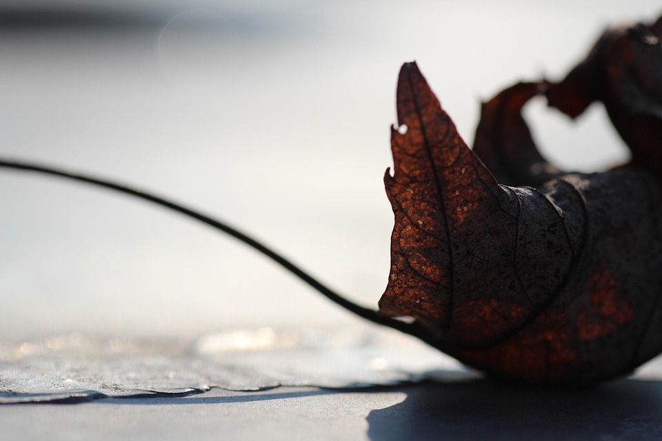 Otoño Hoja Marchitar - Foto gratis en Pixabay - Pixabay