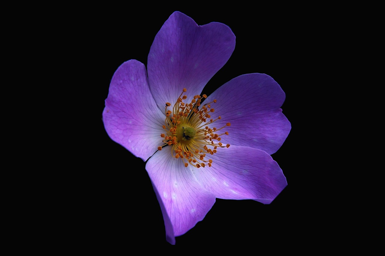 Naturaleza Flores Macro Free Images : Nature, Plant, Leaf, Flower,