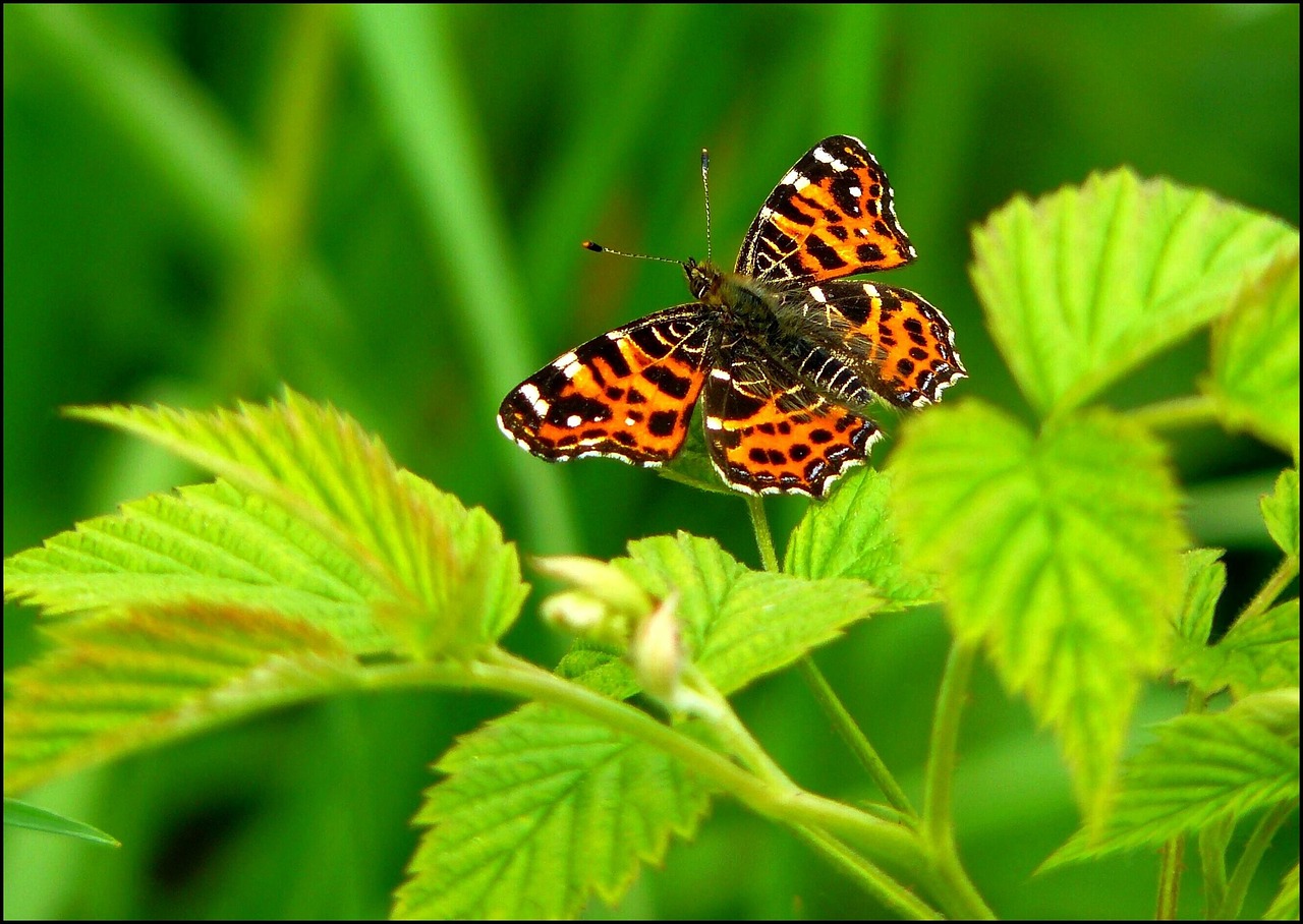 Butterfly Animal Insect - Free photo on Pixabay