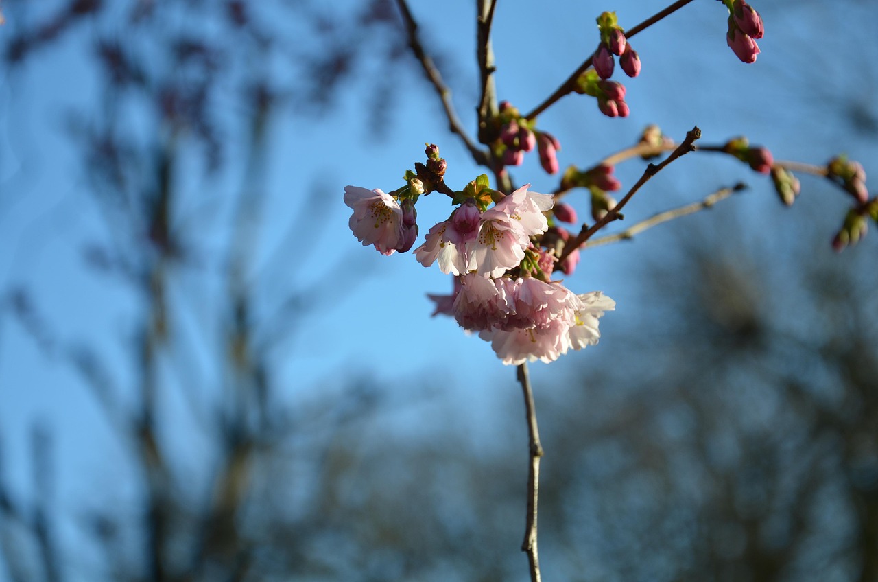 Florecer Cereza Flor - Foto gratis en Pixabay - Pixabay