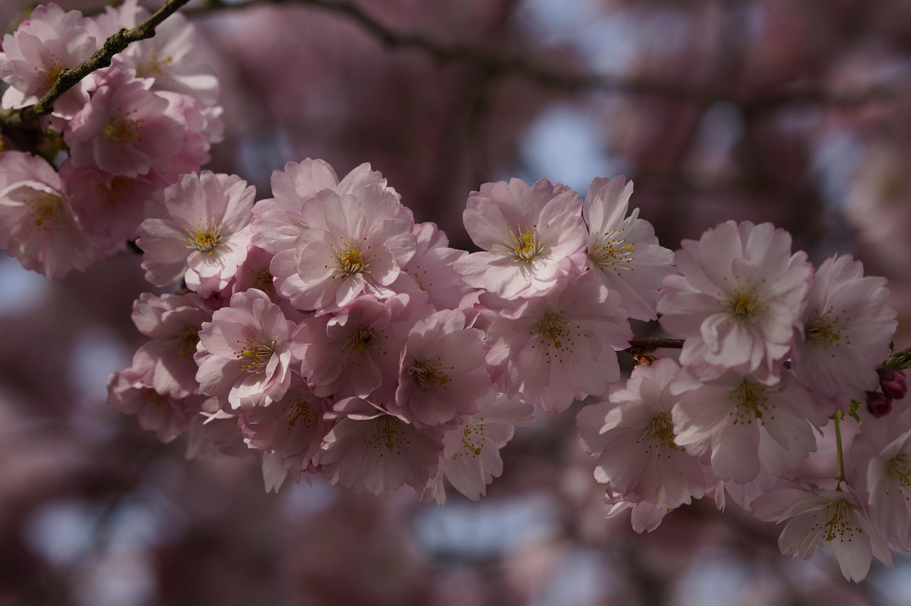 Cherry Blossom Bloom - Free photo on Pixabay - Pixabay