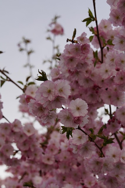 Cherry Blossom Bloom - Free photo on Pixabay