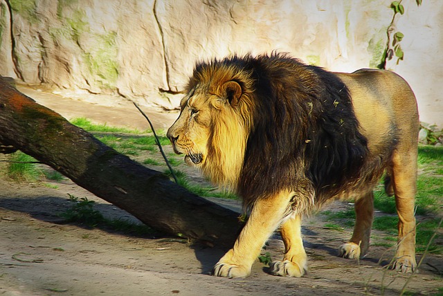 Lion Zoo Animal Gros - Photo gratuite sur Pixabay