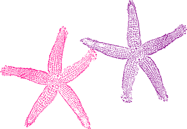 800+ kostenlose Seestern und Natur-Bilder - Pixabay