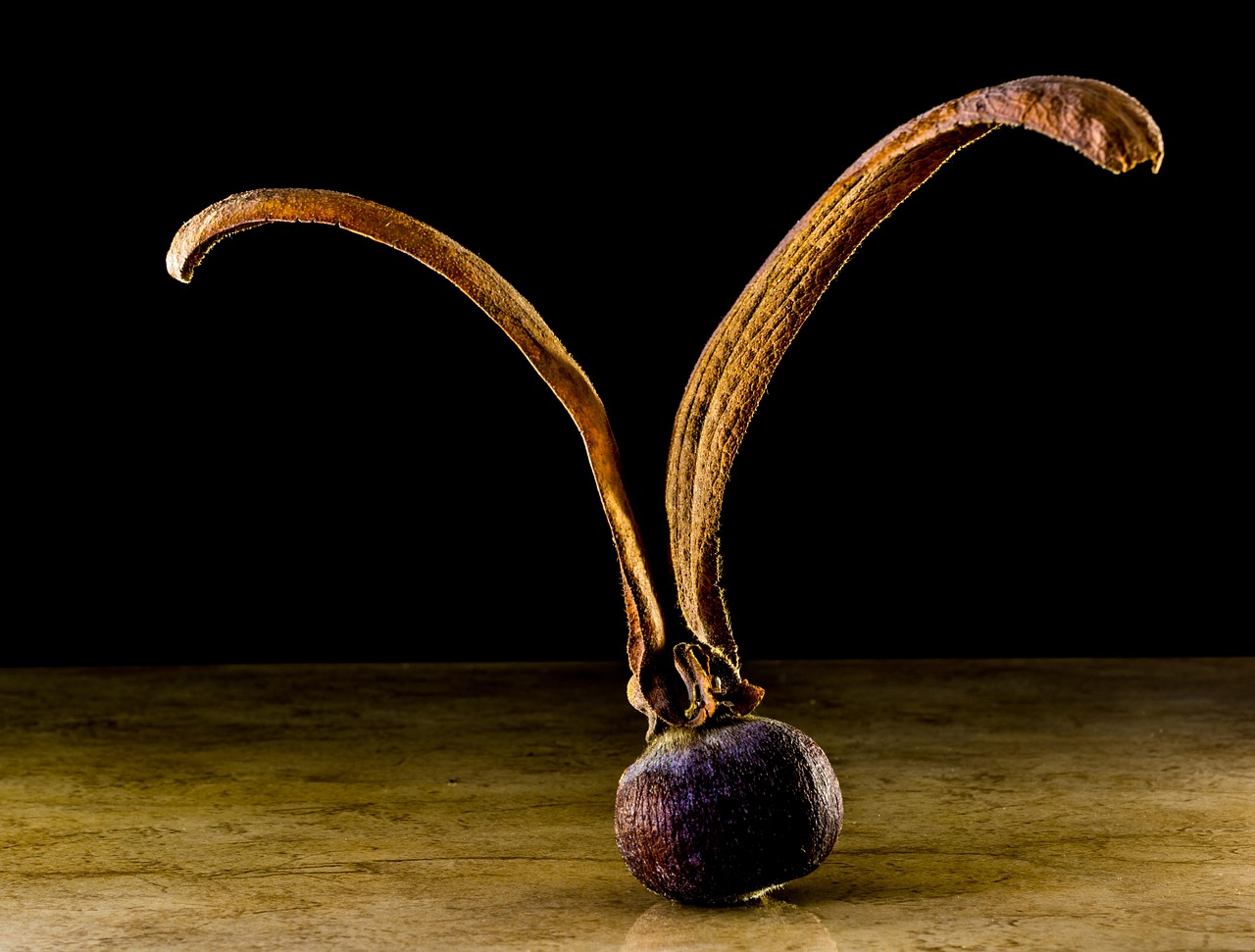 60+ Free Seed Germination & Germinate Images - Pixabay