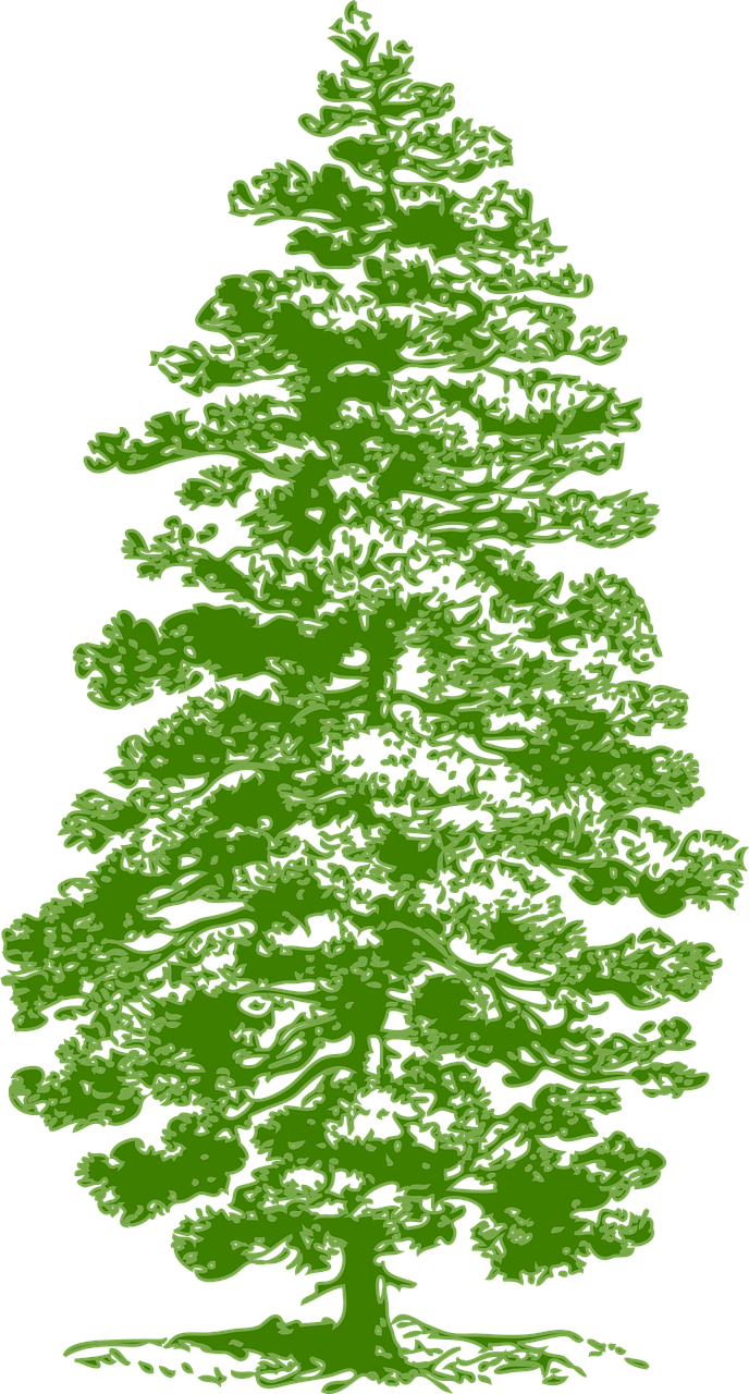 Free Evergreen Trees Vector Art - Download 4,401+ Evergreen Trees Icons ...