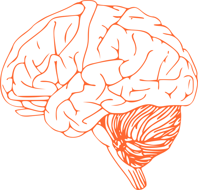 Brain Stem Cerebrum Spinal Free Vector Graphic On Pixabay Brain Stem Cerebrum Spinal Free Vector Graphic On Pixabay