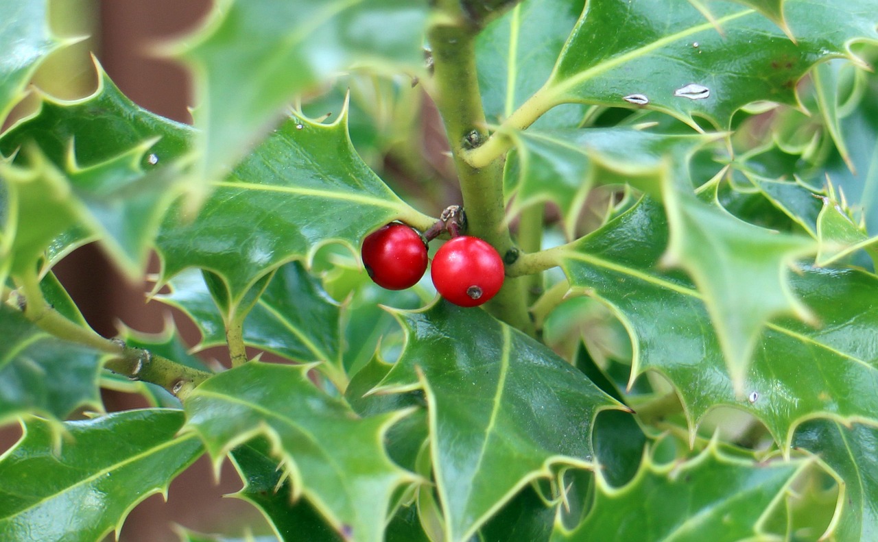 10,000+ Free Holly Berries & Holly Images - Pixabay